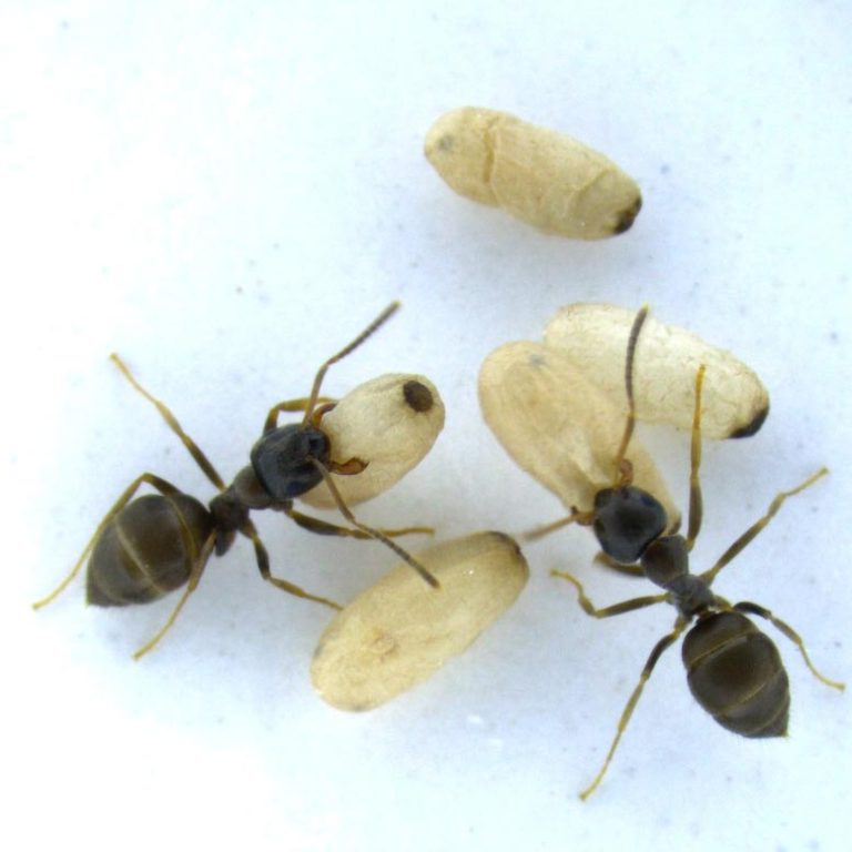 Ants Smell Deadly Infection Before It Spreads