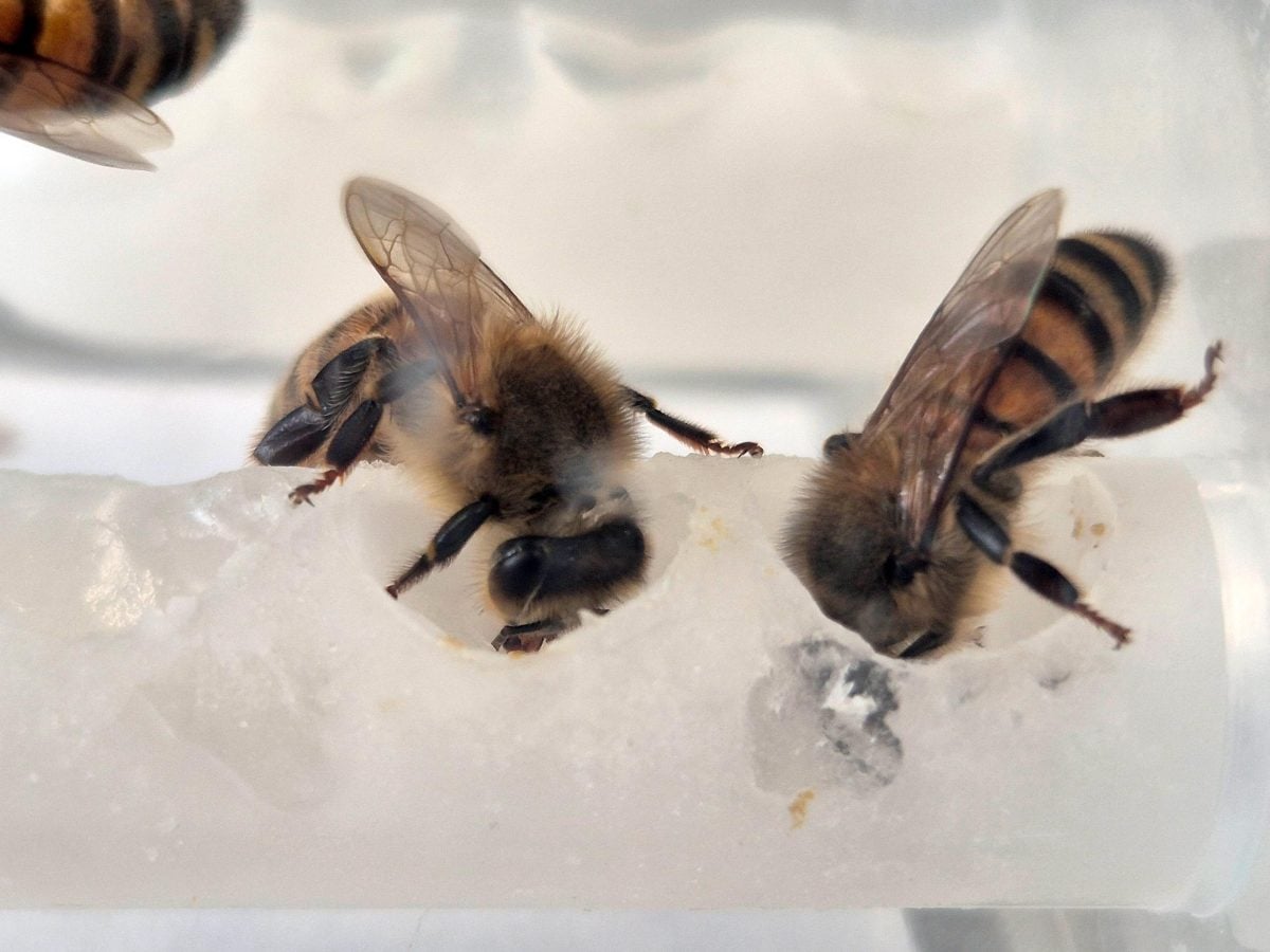 Superfood for Bees Sparks 15-Fold Colony Boom
