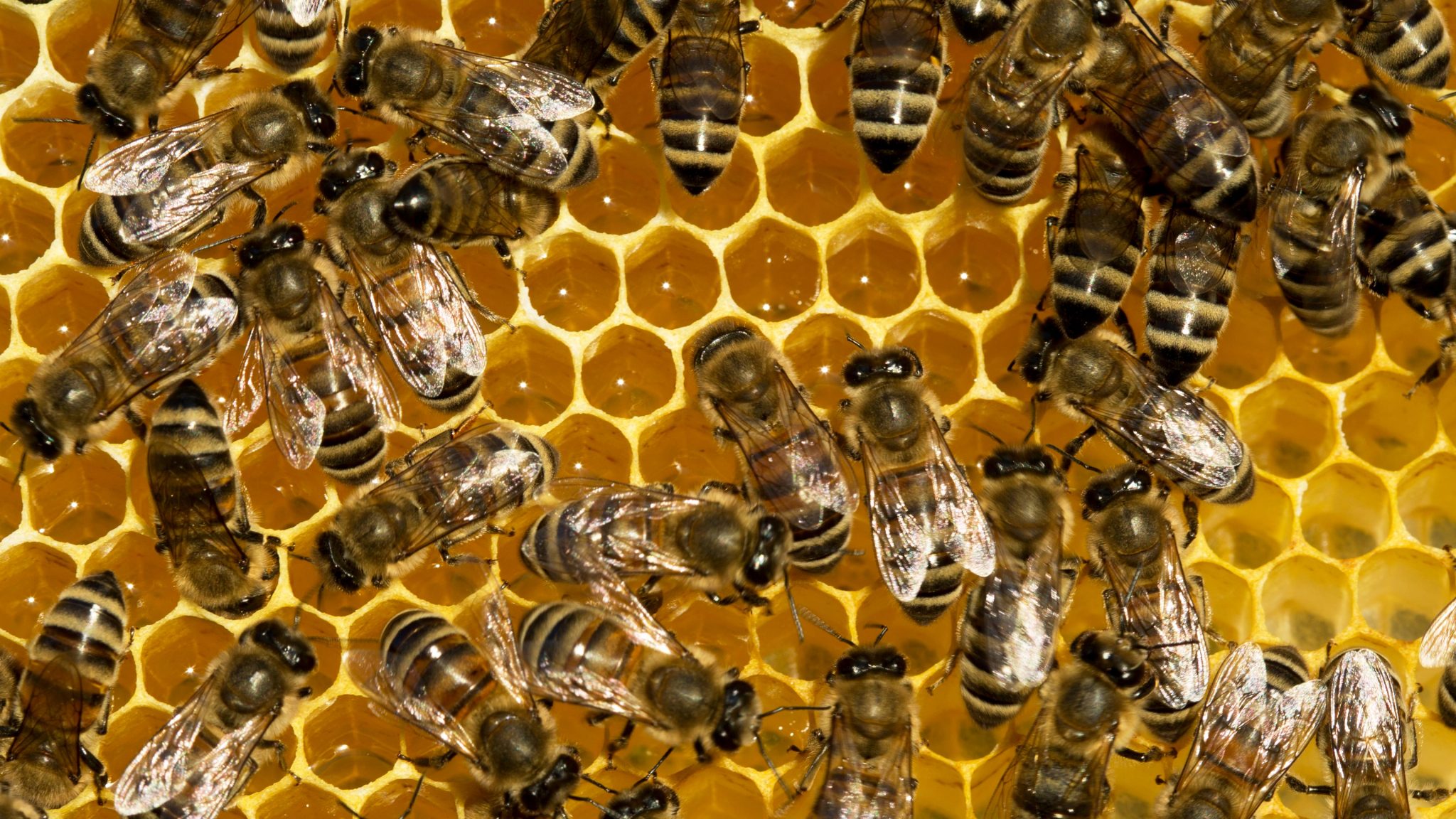 French Bees Producing Blue and Green Honey Due to Unusual Taste Preference