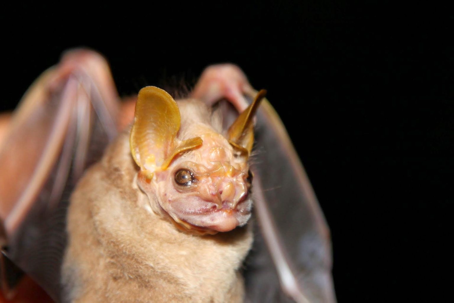 Jaw Wars: How Bats Evolved a Diverse Arsenal of Teeth for Survival