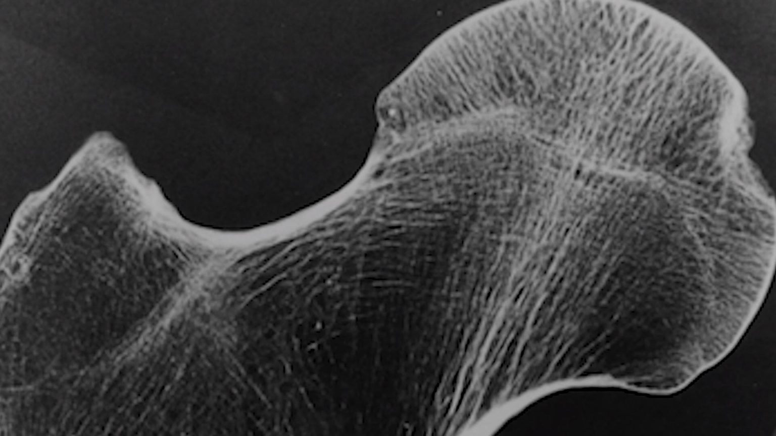 Bone Structure Discovery Inspires More Durable, Lightweight Airplane Wings