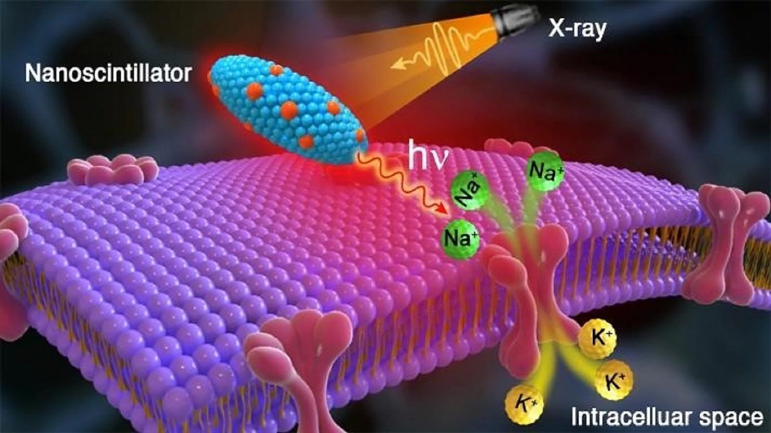 Nanoparticles News | SciTechDaily