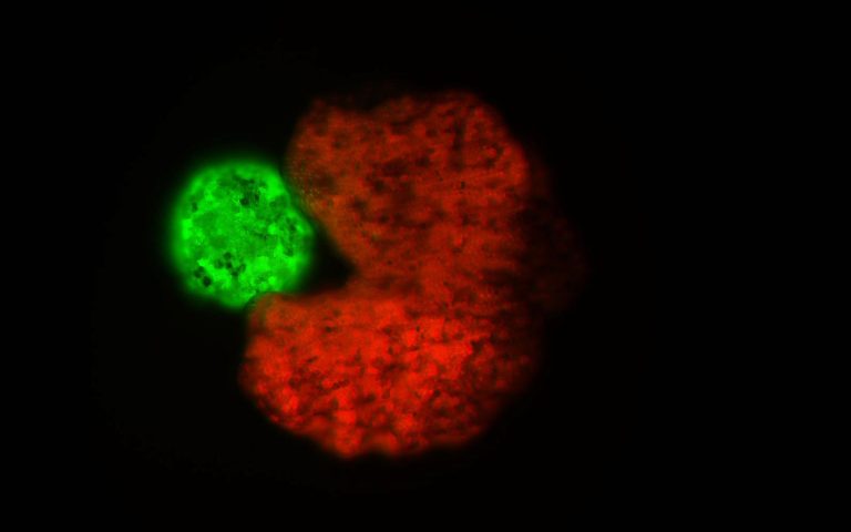 Xenobots: Scientists Build the First-Ever Living Robots That Can Reproduce