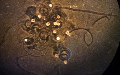 Xenobots 2.0: Scientists Create the Next Generation of Living Robots