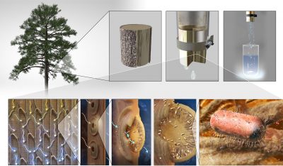 MIT Engineers Make Low-Cost Filters From Tree Branches to Purify ...
