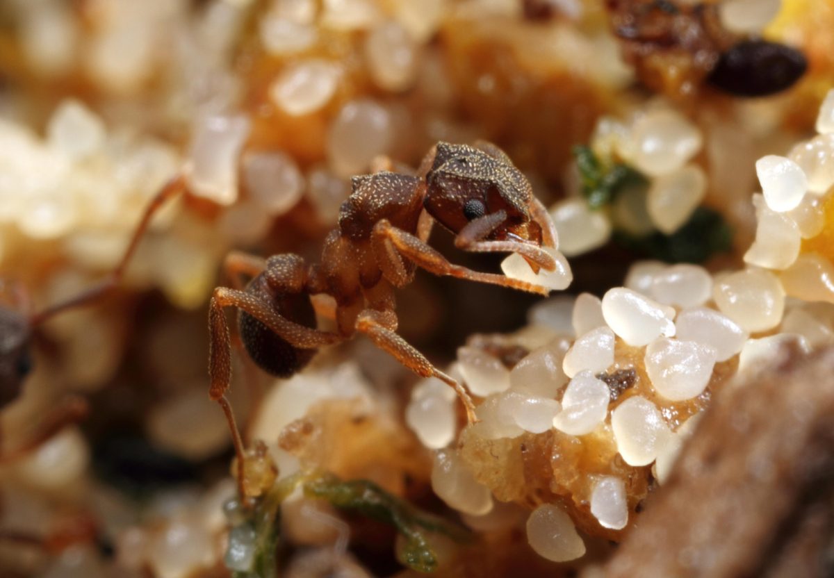 66 Million Years Ago: New Research Reveals That Ants Were Farming Since ...