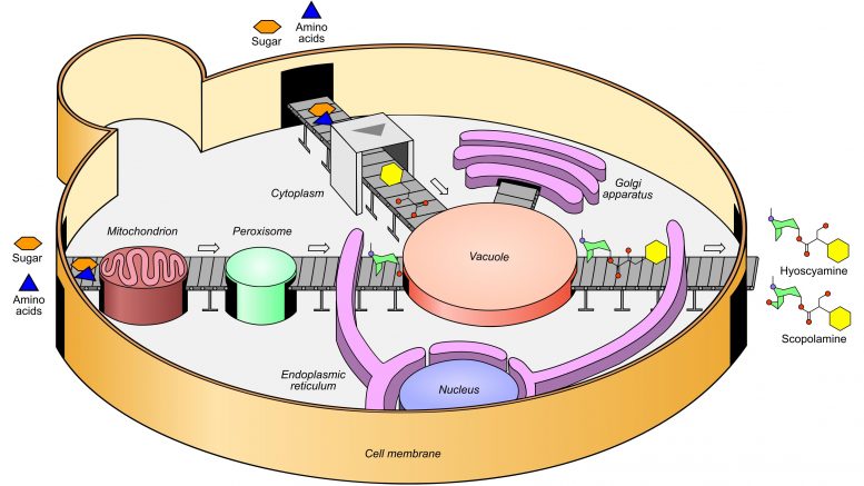 Engineers Convert Yeast Cells into Biofuel
