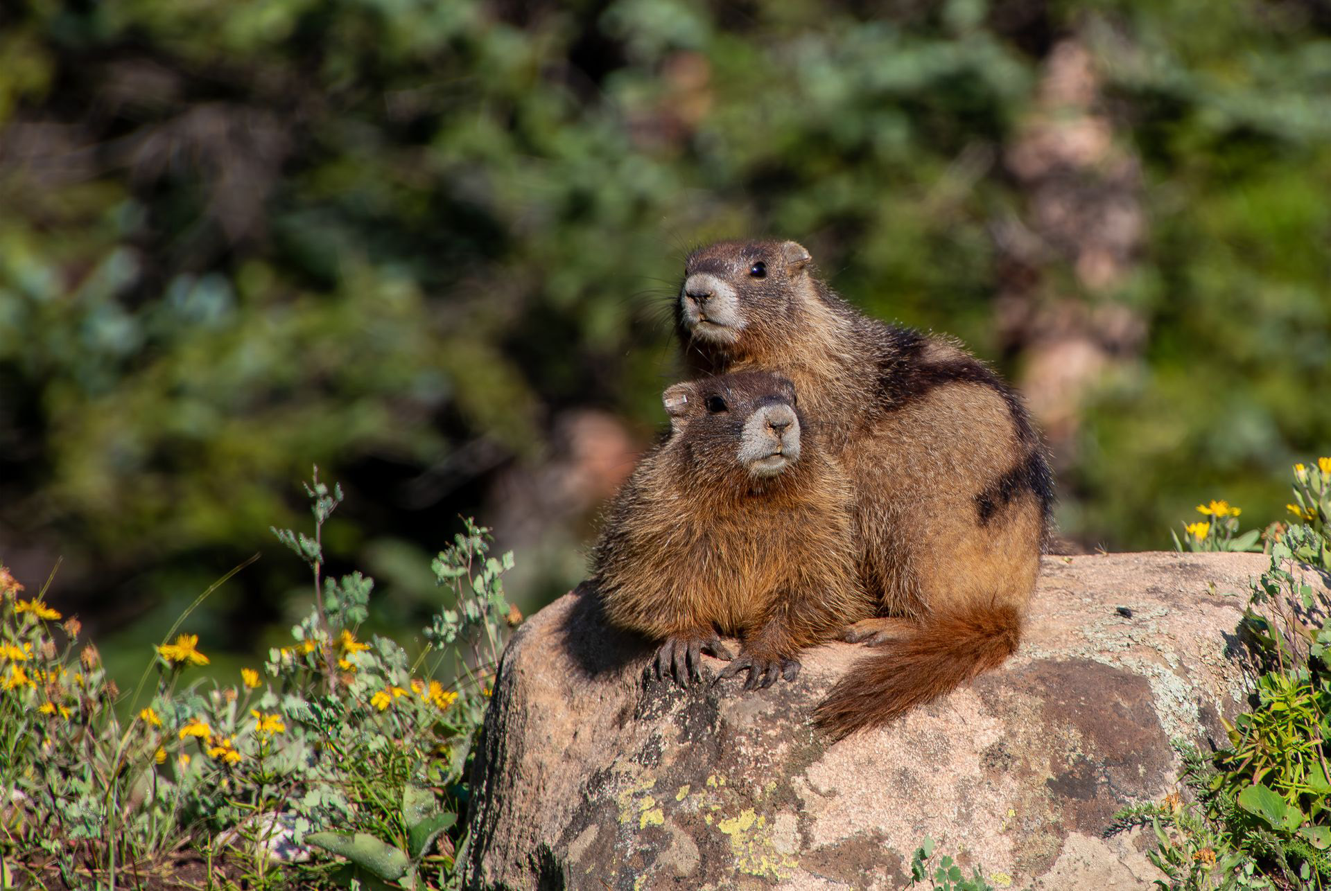 62 Years of Marmot Research Unlocks Secrets of Survival and Early Adversity
