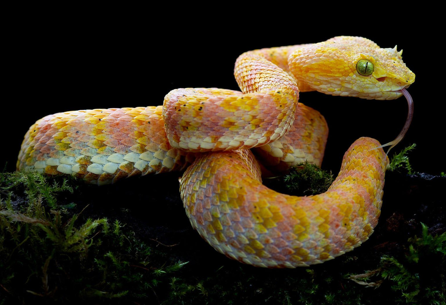 Five Dazzling New Species of Eyelash Vipers Discovered in South America