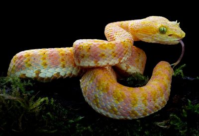 Five Dazzling New Species of Eyelash Vipers Discovered in South America