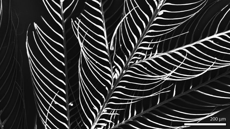 125-Million-Year-Old Dinosaur Feathers Reveal Traces of Ancient Proteins