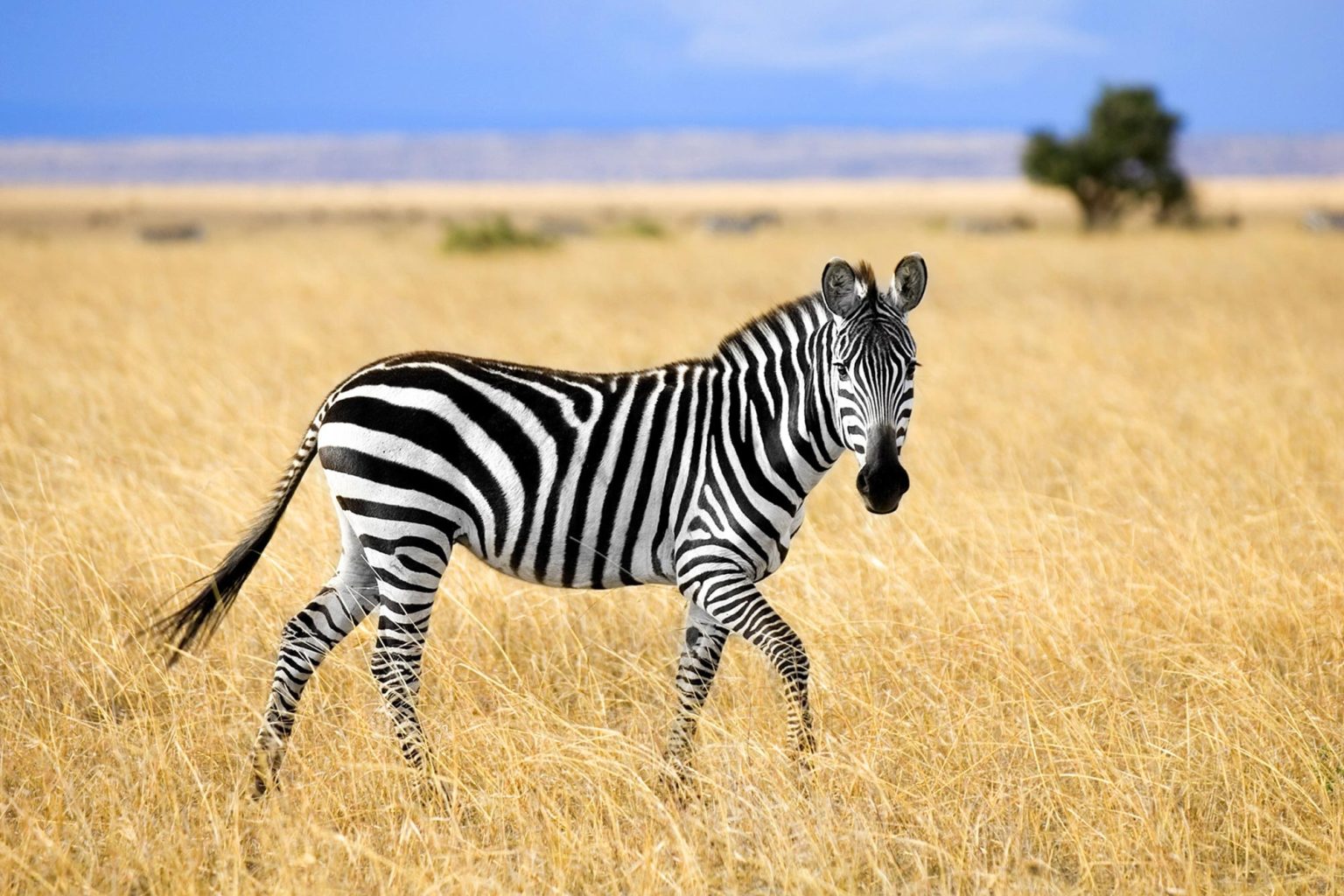 How Vacation Photos Of Zebras And Whales Can Help Wildlife Conservation how-vacation-photos-of-zebras-and-whales-can-help-wildlife-conservation