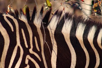 The Mystery of Why Zebras Have Their Stripes Has Baffled Scientists ...