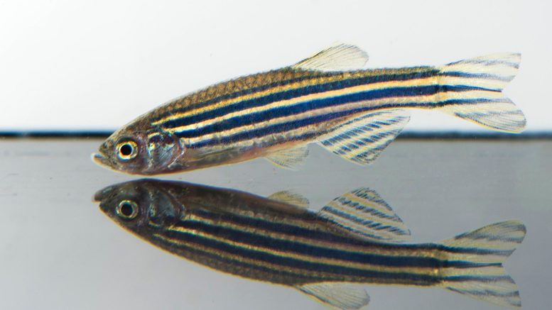 Understanding Pollution From Green-Glowing Zebrafish