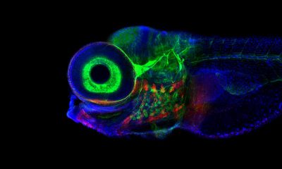 Zebrafish Unlock the Brain’s Neural Circuitry for Eye Movement and Memory