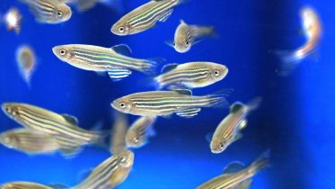 Understanding Pollution From Green-Glowing Zebrafish