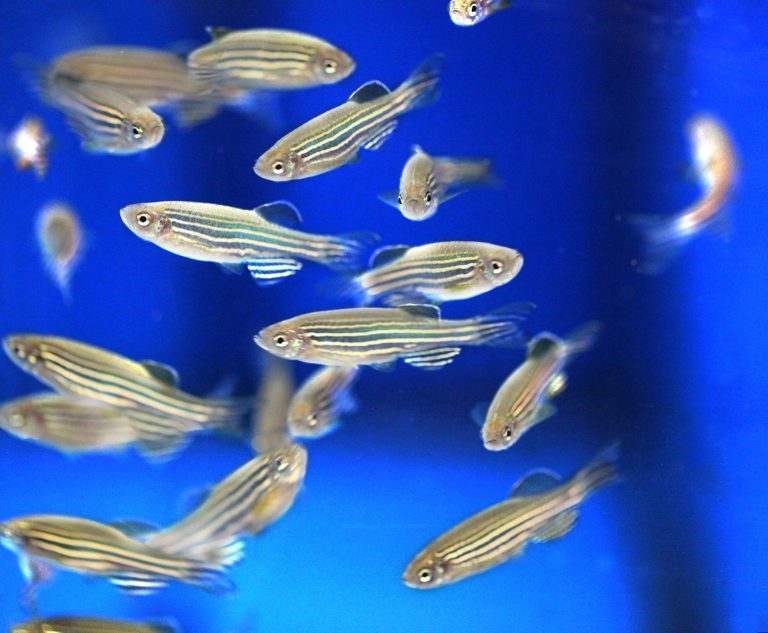 Scientists Uncover How Beautiful Color Patterns Develop in Zebrafish