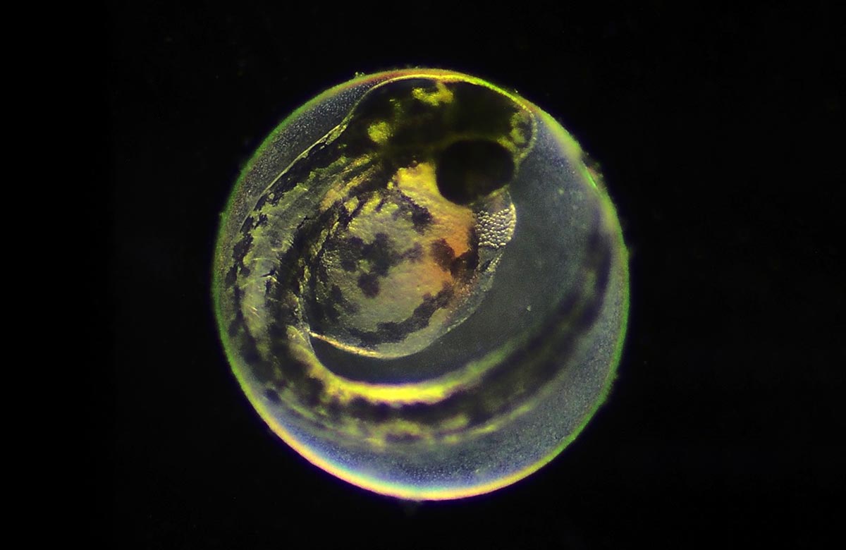 Zebrafish Embryo Free Zebrafish Embryo 22. (prim 6 Stage, Dorsal)
