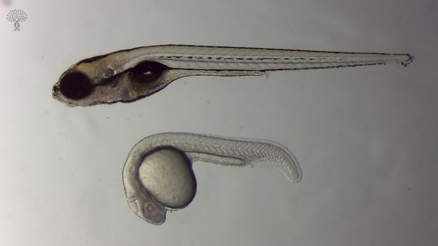 This Fish Can Regrow Its Hearing Cells – And Scientists Just Found Out How