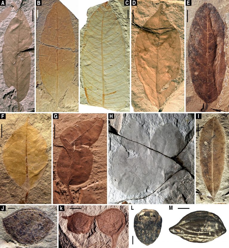 Extraordinary Species Diversity Within a 14.7 Million-Year-Old Tropical ...
