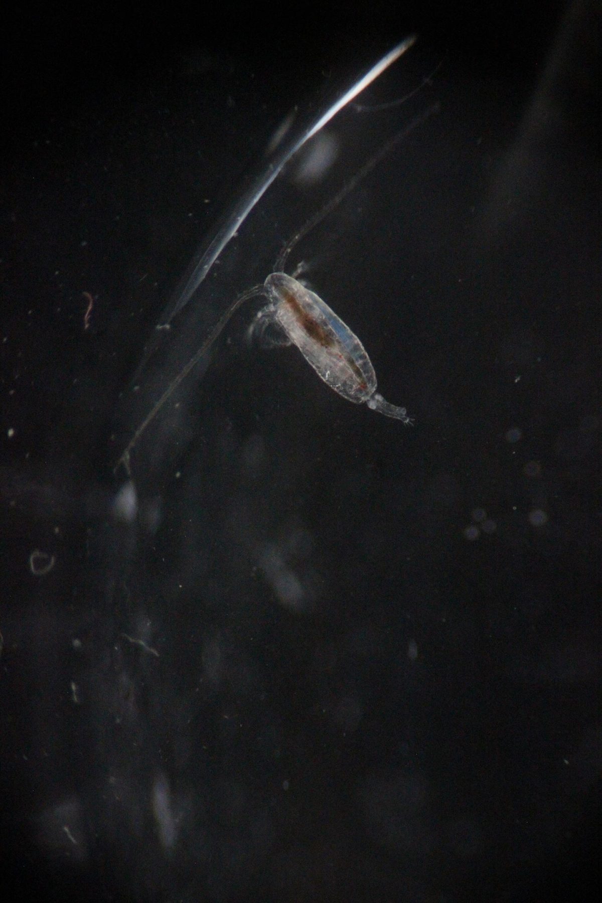 Tiny Poops in the Ocean Could Help Fight Climate Change