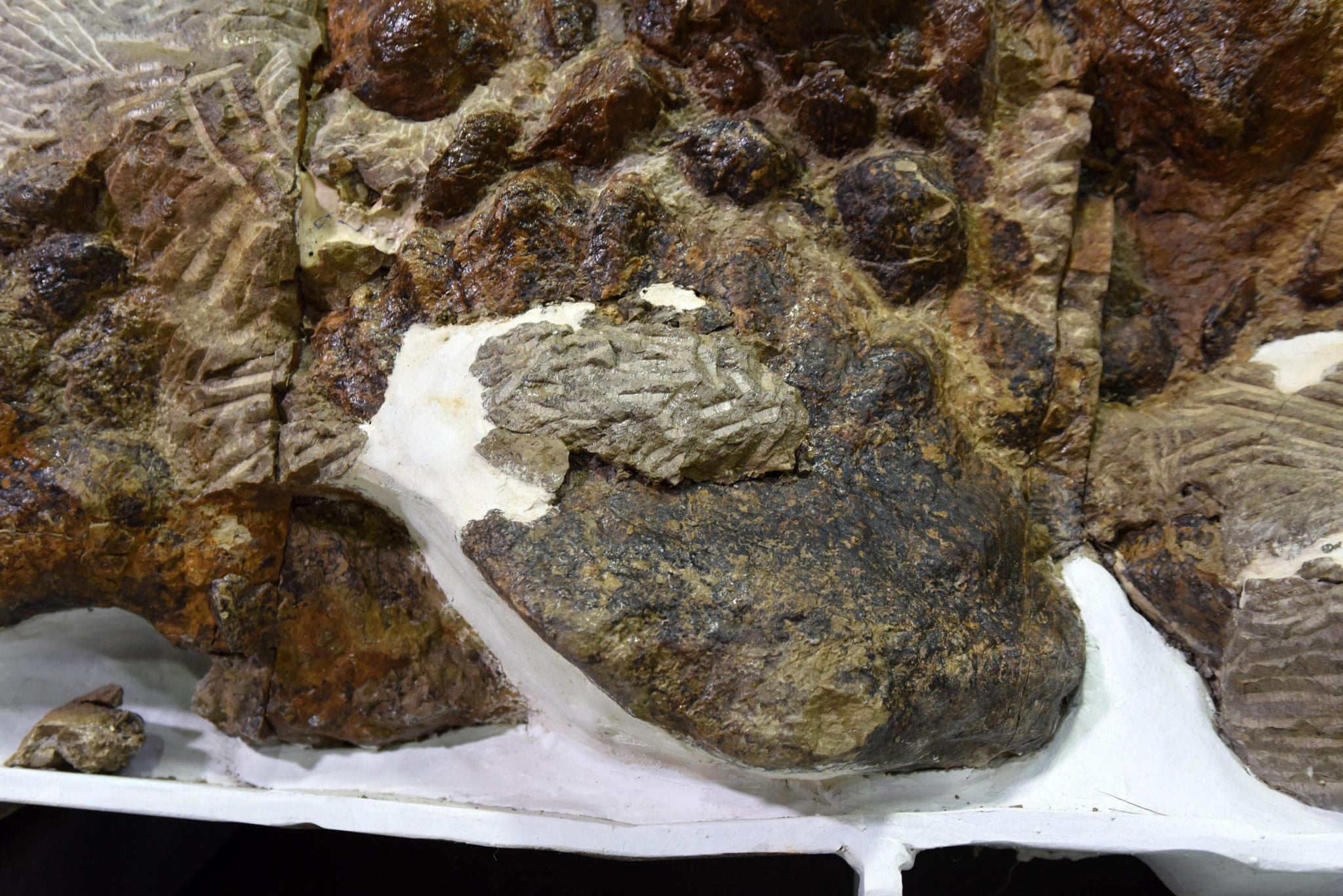 Complex Behavior of Armored Dinosaurs: Ankylosaurs Battled Each Other ...