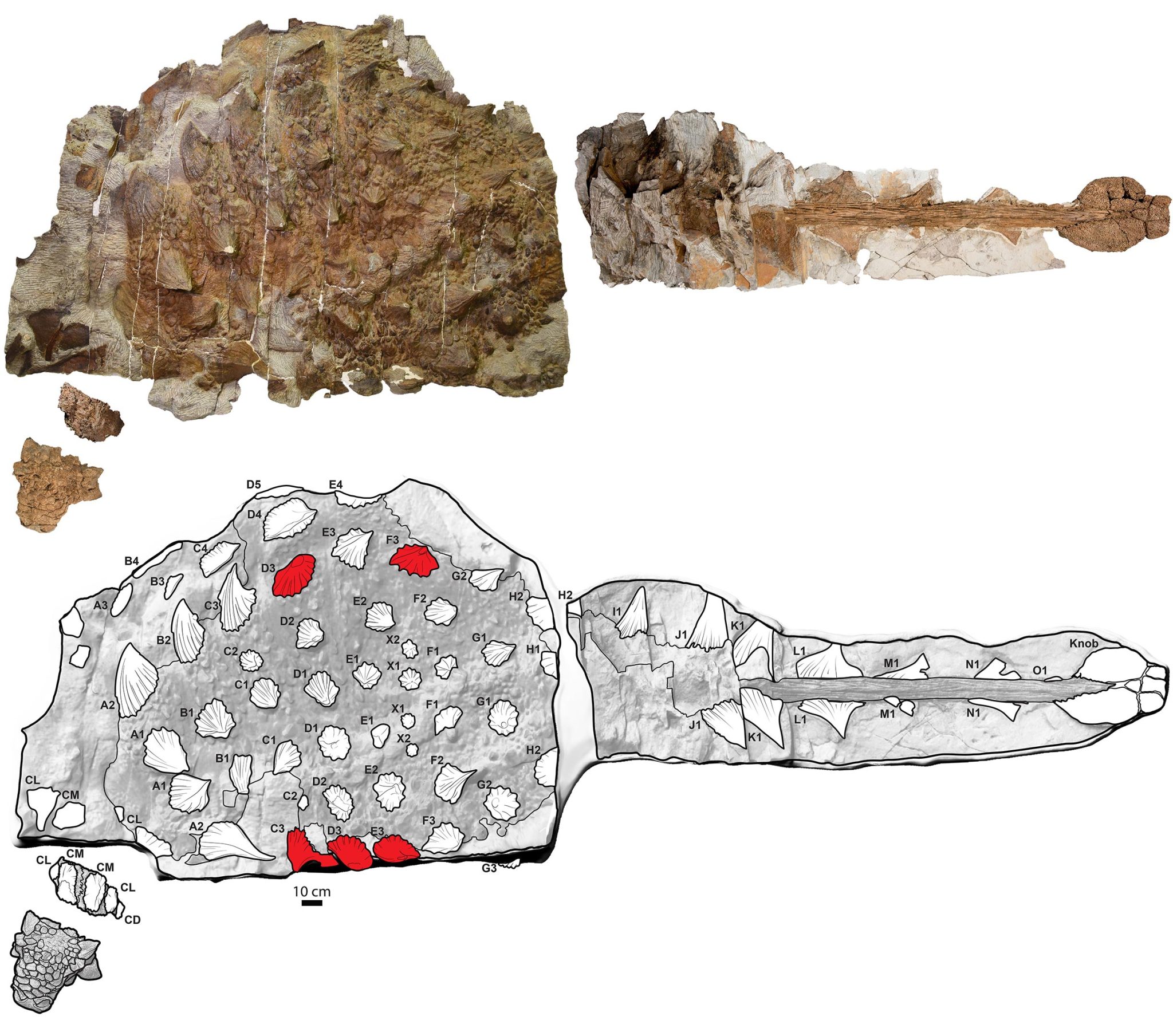 Complex Behavior of Armored Dinosaurs: Ankylosaurs Battled Each Other ...