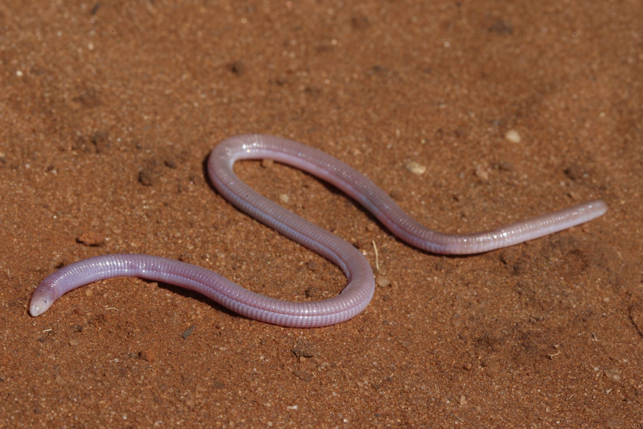 Not Science Fiction – This Bizarre Worm-Lizard Is Like the Dune ...
