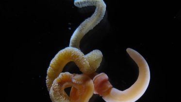 Hubble Views Worm-Like Galaxy IRAS 23436+5257