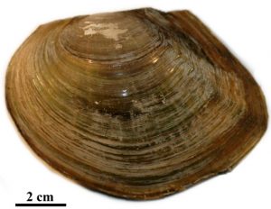 Invasive Species of Asian Mussels Turns Parasites into Hosts