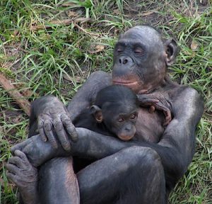Bonobo Great Apes Are Domesticating Themselves