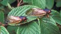 Cicadas Might Have Given Rise to a Form of Batesian Mimicry in ...