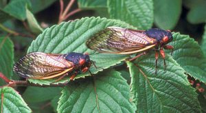 Periodical Cicadas Manipulate the Populations of Predatory Birds