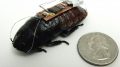 Remote Controlled Cockroach Biobots