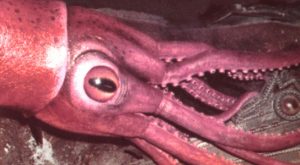 Colossal Eyes Give Giant Squids an Advantage When Fighting Sperm Whales