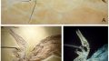 New Insight on Pterosaur Specimen, Istiodactylus Latidens