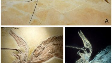 New Insight on Pterosaur Specimen, Istiodactylus Latidens