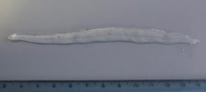 Leptocephalus, The Transparent Eel Larva