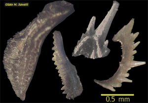 Jawless Vertebrate Conodont Had Sharpest Yet Minuscule Teeth