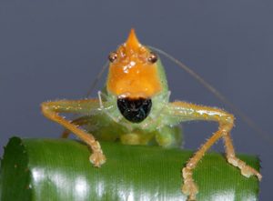 Katydid Ears Have Structures Similar to Mammalian Ones