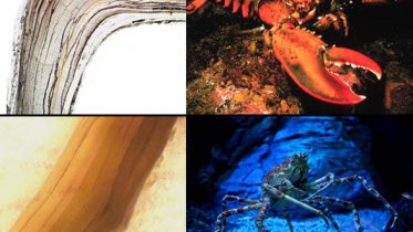 Scientists Discover Ancient Fossilized Crustaceans Entombed with Eggs ...
