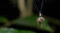 Spider Building Spider Decoys Discovered in Peruvian Amazon