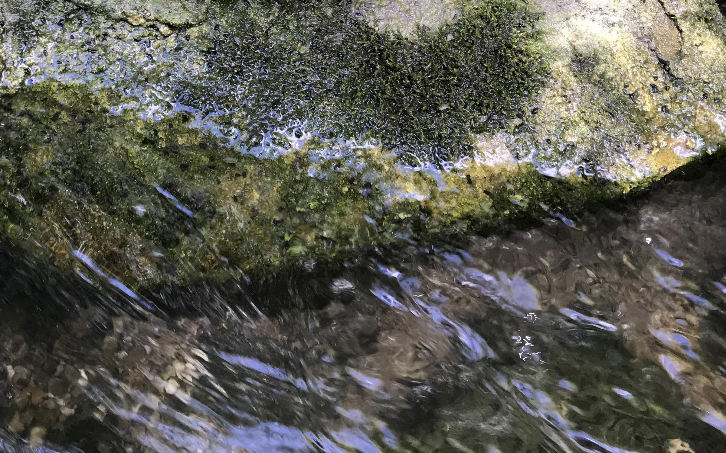 Biological Invasions: Destructive Species Found Using New Environmental ...