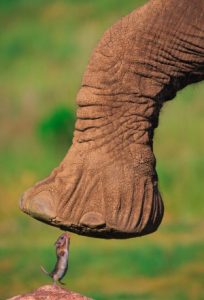 Study Measures Mammalian Growth, Taking 24 Million Years to Go from ...