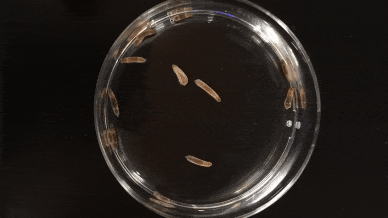 Genetic Secrets to Whole-Body Regeneration Uncovered