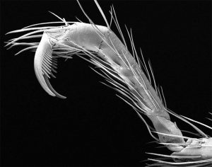 Trogloraptor Marchingtoni Is a New Species of Spiders Discovered in the ...