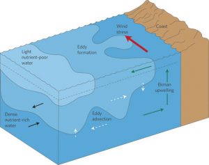 Plankton-Fueled Agulhas Current Ocean Eddy Is 93 Miles Wide