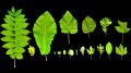 Leaf Growth & Tree Height Limited By Physics