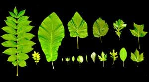 Leaf Growth & Tree Height Limited By Physics