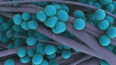 Staphylococcus: From Harmless Skin Bacteria to Deadly Pathogen